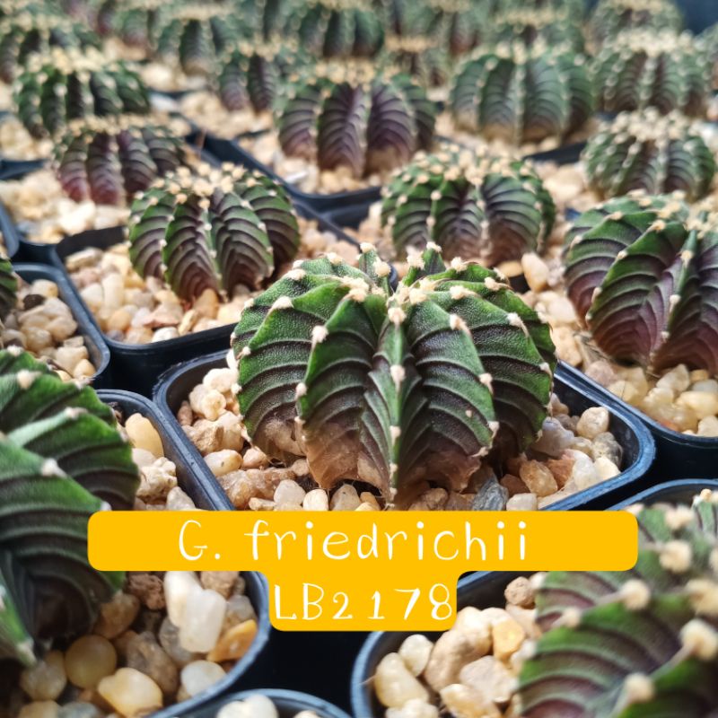 Gymnocalycium friedrichii LB2178 แท้!!! | Shopee Thailand