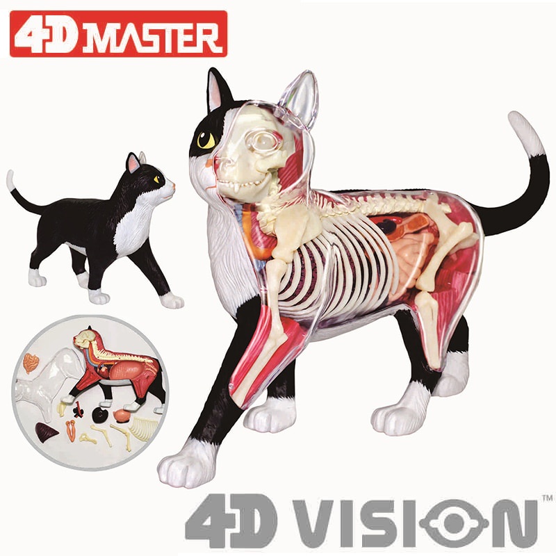 (พร้อมส่ง) 4D Vision - Cat Anatomy Model (BLACK) | Shopee Thailand