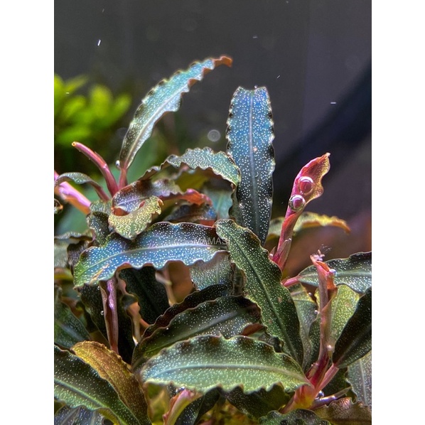 (ไม้ประดับตู้ปลา) Bucephalandra ‘Godzilla’ | Shopee Thailand
