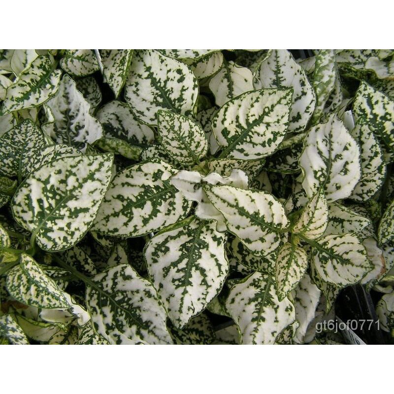 Sure Germination Rate25 HYPOESTEPolka Dot Plant Splash Rose SeedsLike ...