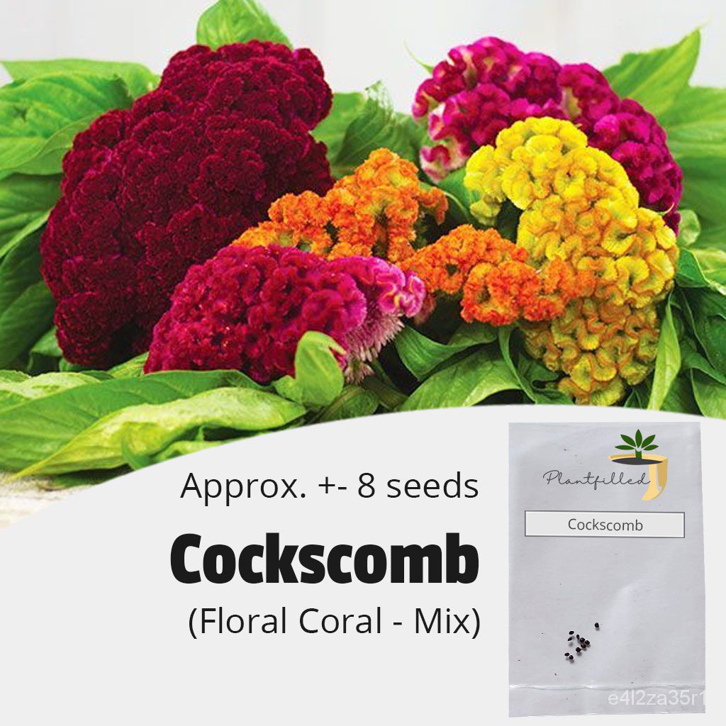 จุดประเทศไทย [Plantfilled] Cockscomb Celosia Floral Coral Mix Seeds for ...