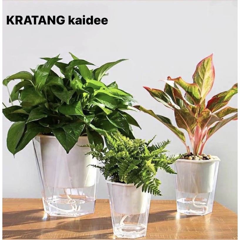 KRATANG kaidee กระถางรดน้ำต้นไม้อัตโนมัติแบบใส กระถางต้นไม้2ชั้น ทรง ...