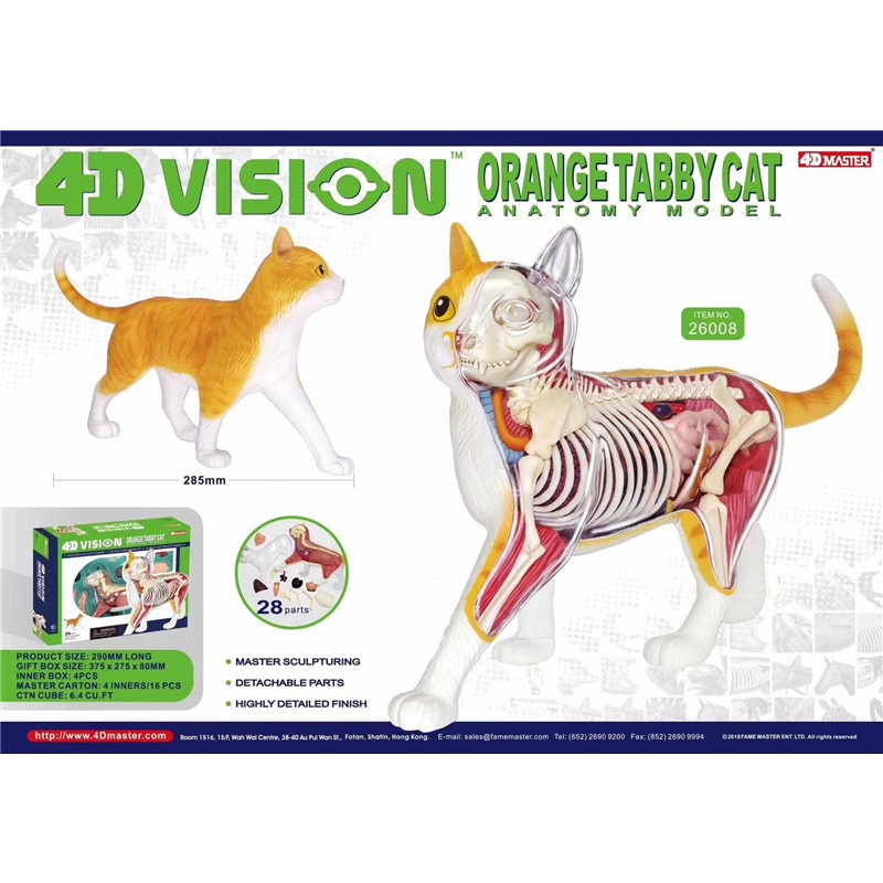 4D MASTER puzzle assembly toy animal orange cat anatomy assembly ...