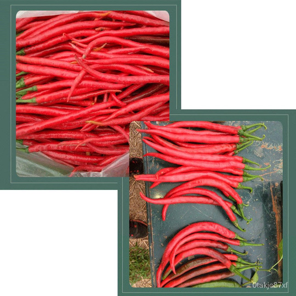 เมล็ดพันธุ์คุณภาพสูงในสต็อกในประเทศไทยเมล็ดอวบอ้วนพริกยาวโจลอง เมล็ด ...