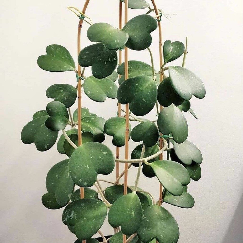 Hoya Kerrii โฮย่า ใบรูปหัวใจ ไม้เลื้อย ต้นไม้แห่งสัญญลักษณ์แห่งความรัก ...