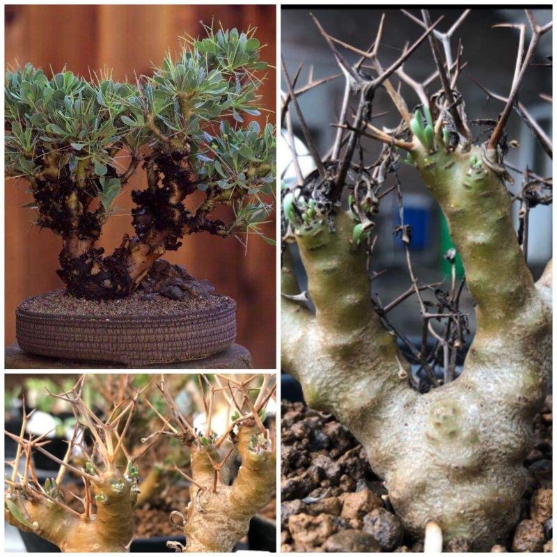 Othonna euphorbioides | Shopee Thailand