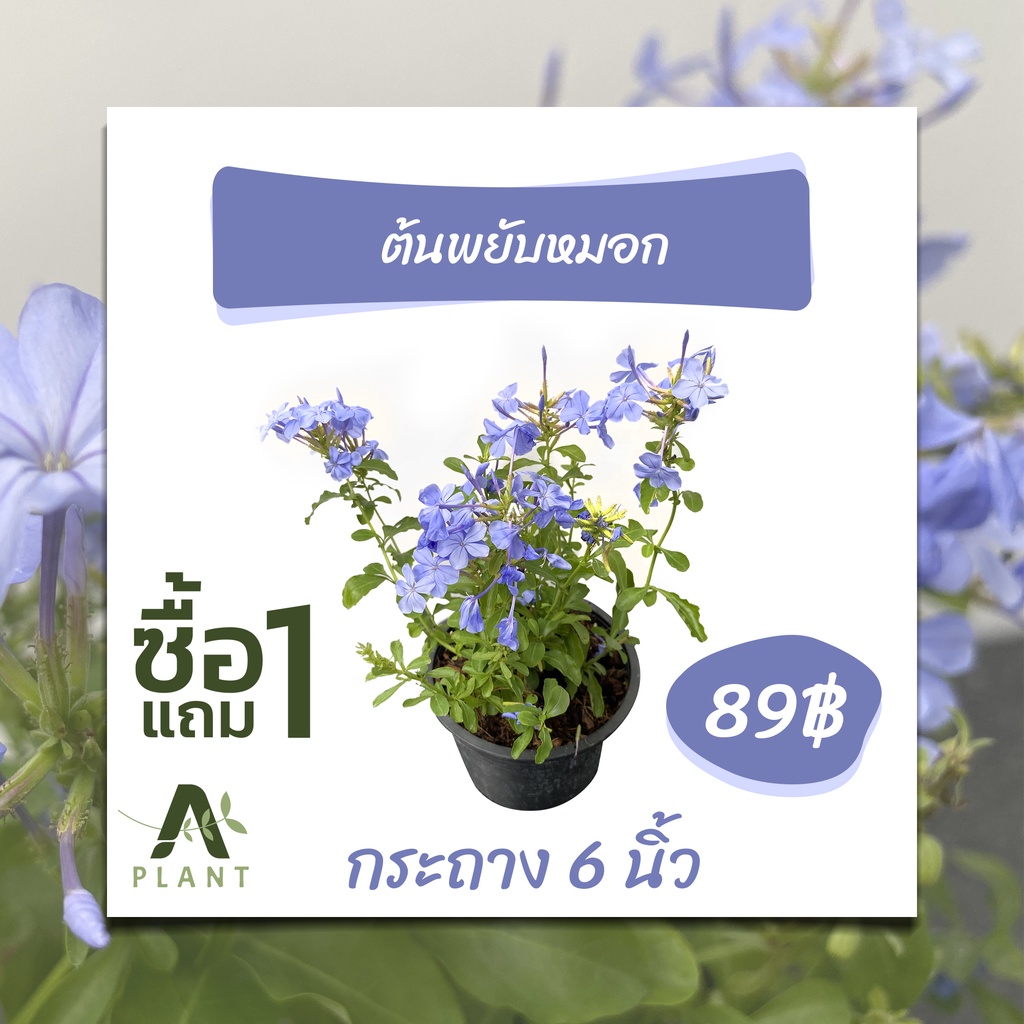ต้นพยับหมอก พวงดอกสีคราม กระถาง 6 นิ้ว 1 แถม 1 - at_plant - ThaiPick