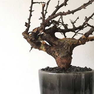 commiphora rostrata var. reflexa 3 เมล็ด เมล็ดยางหอม | Shopee Thailand