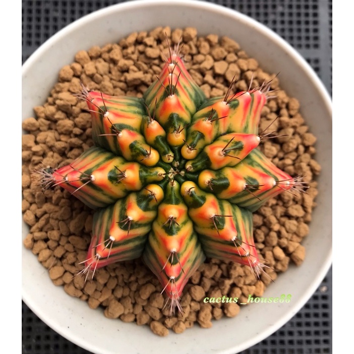 Multicolor Japan clone | Shopee Thailand