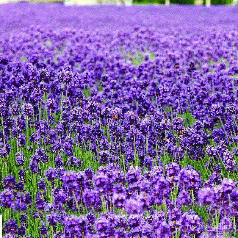 100 Pcs Bibit Bunga Lavender Empat Musim Untuk Balkon Halaman 4Hj1 ...