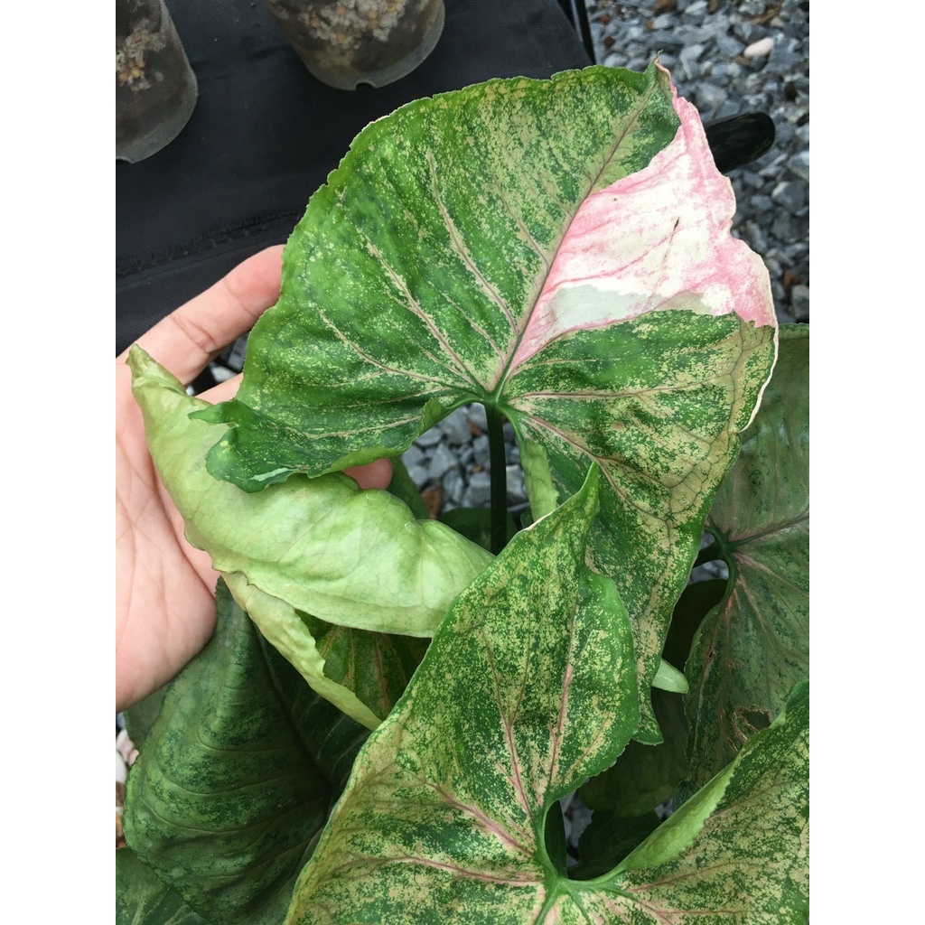 อัพเดท 12922️ต้นสตอเบอร์รี่ไอซ์ Syngonium Strawberry ice ไม้ฟอกอากาศ ไม่ด่าง หวานๆ - din.marut ...