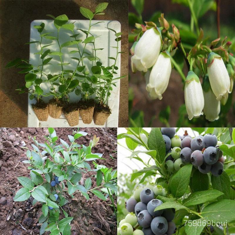 50Pcs Blueberry Tree Seed Fruit Blueberry Seed Potted Bonsai Seeds ...