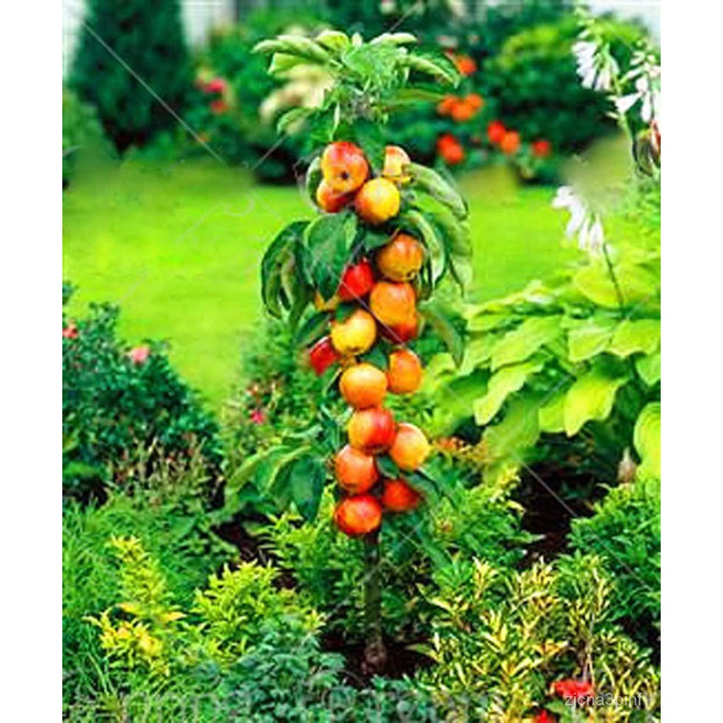 10pcs/Bag Dwarf Apple Seeds Miniature Apple Tree Sweet Organic Fruit ...