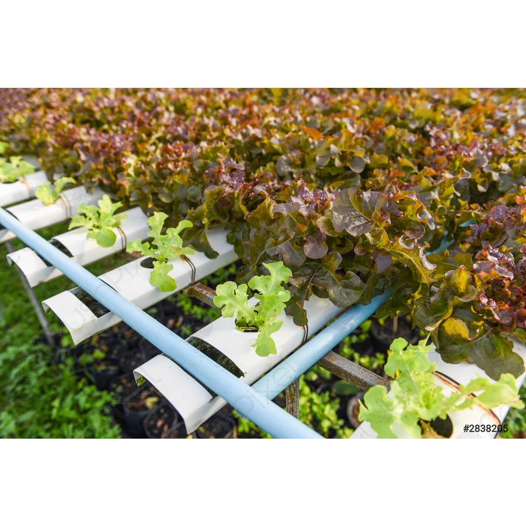 10แถม1 เมล็ดผักสลัด ผักสลัด คะน้าเคล (ซองซิป งอกดี มีคู่มือปลูก รับ ...