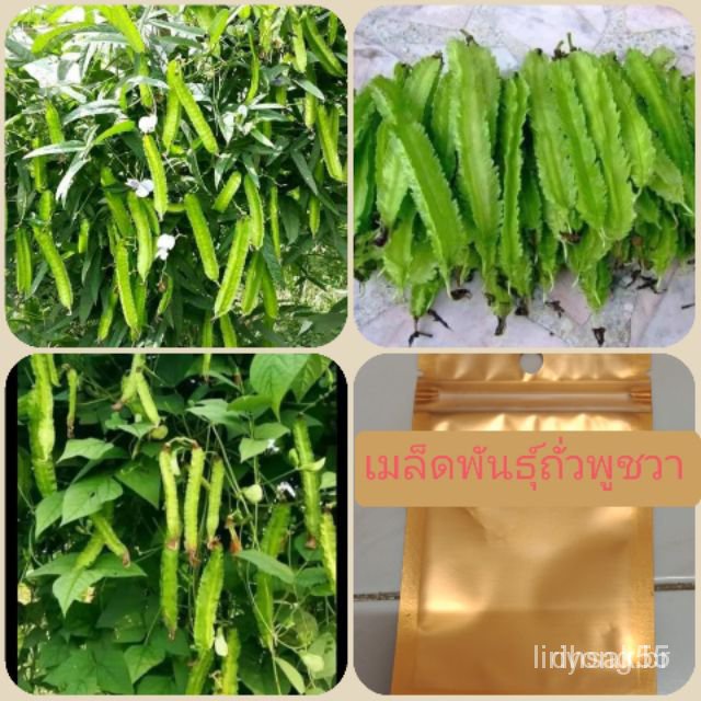 ถั่วพูชวา ถูกที่สุด พร้อมโปรโมชั่น - ก.พ. 2022 | BigGo เช็คราคาง่ายๆ