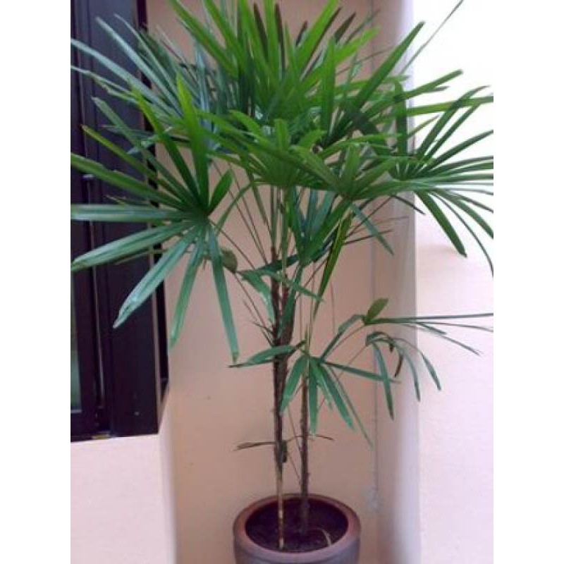 ต้นจั๋ง ต้นจั่ง ไม้ประดับ สวนเขาหมาก ไม้ประดับ สวนเขาหมาก ต้นไม้ ต้น ...