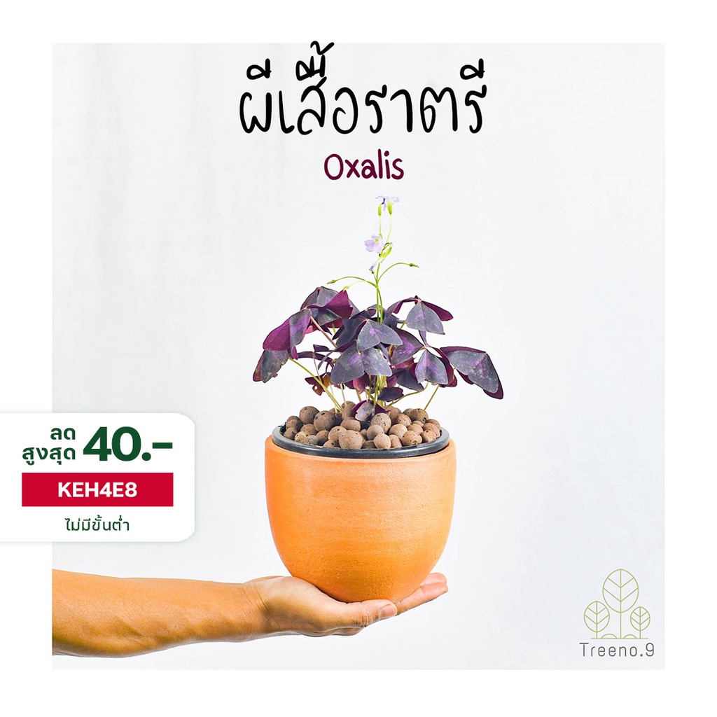 Treeno.9 T109 ผีเสื้อราตรี (Oxalis) กระถาง 6 นิ้ว สูง 20-25 ซม. ดอกไม้ ...