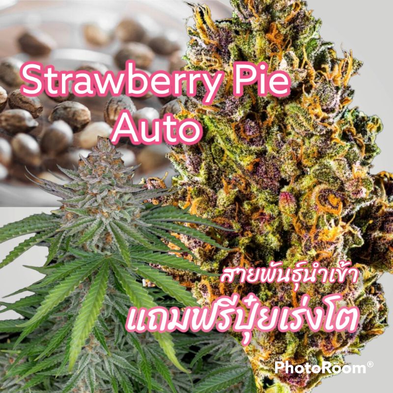 เมล็ด(นอก)strawberry pie autoเมล็ดแท้นำเข้า พร้อมวิธีการปลูกส่งฟรีไม่ ...