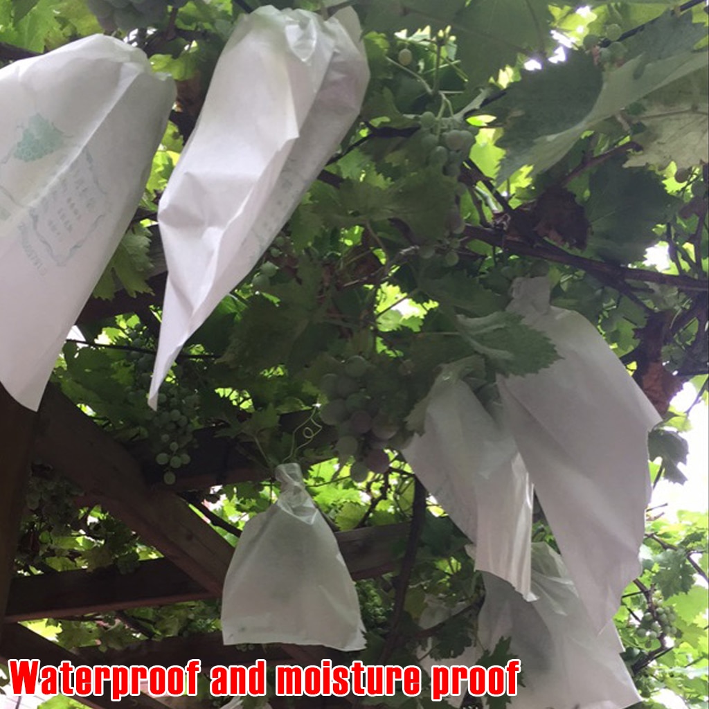 100PcsLot Fruit Vegetable Protection Bag Grapes Mesh Bag Against Insect ...