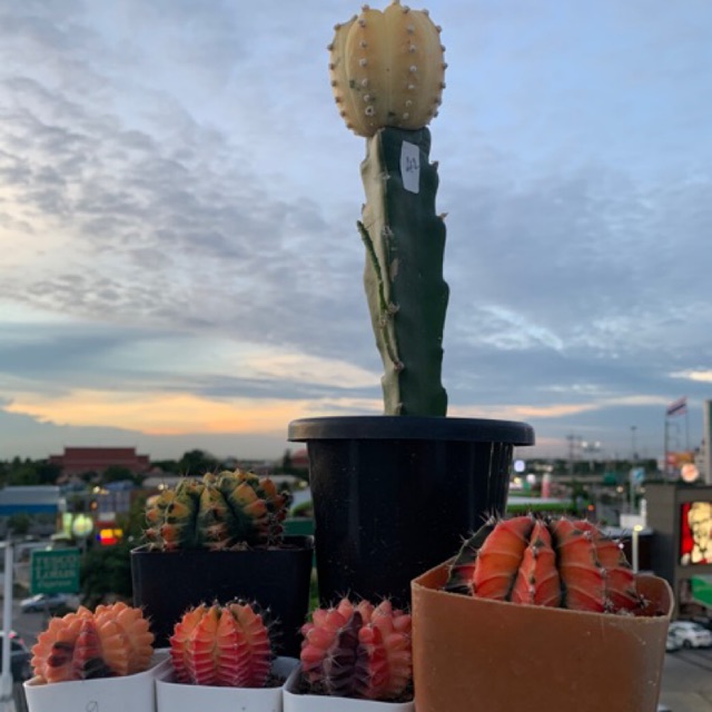 Gymno ถูกที่สุด พร้อมโปรโมชั่น - ต.ค. 2021 | BigGo เช็คราคาง่ายๆ