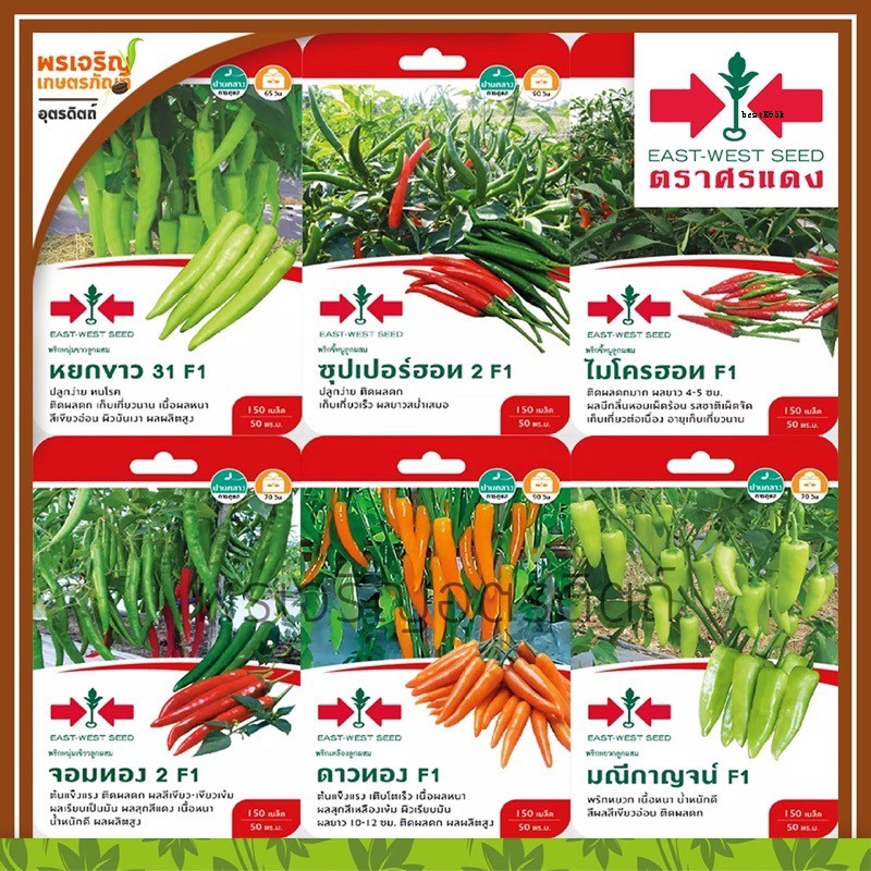 เมล็ดพันธุ์พริก กลุ่มพริก มะเขือ (แบบซอง) พริกฮอท พริกจินดา มะเขือเปราะ ...