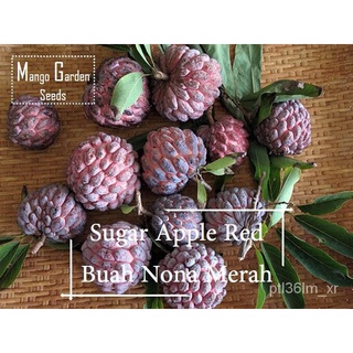 จุดประเทศไทย *Rare* Red Sugar Apple Fruits Seeds - 10 Seed *Big Pot ...