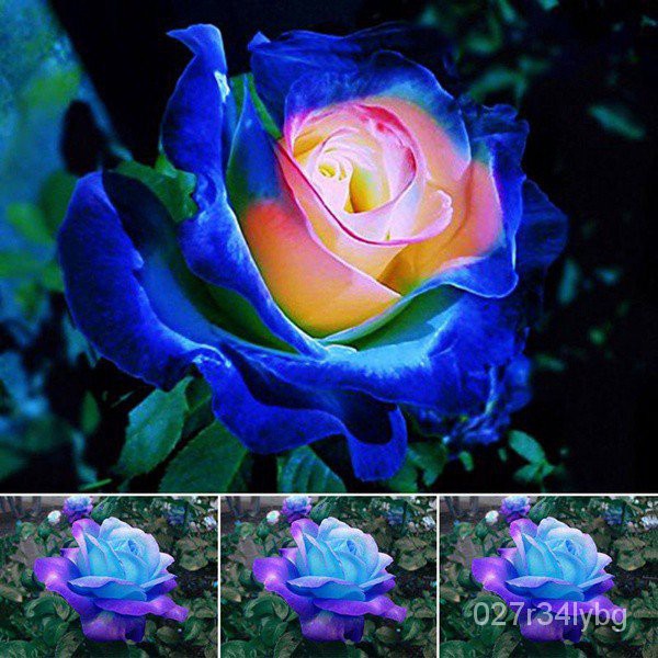 3x Packs Rare White Blood Flower Rose Seeds- LOCAL READY STOCKSดอกไม้แ ...
