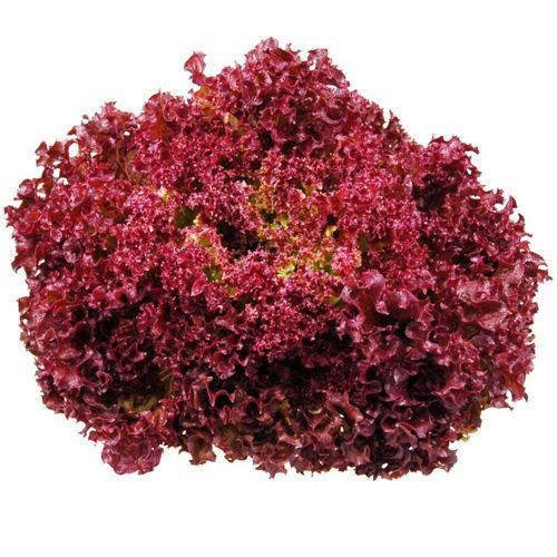 Lollo Rosa Seeds - Red Lettuce Seedsคื่นฉ่ายแม่และเด็กดอกทานตะวันผักชี ...