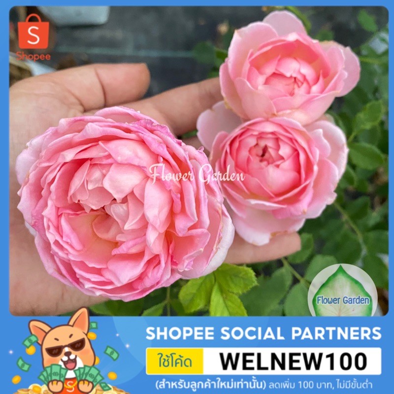 Akari ถูกที่สุด พร้อมโปรโมชั่น พ.ย. 2023|BigGoเช็คราคาง่ายๆ