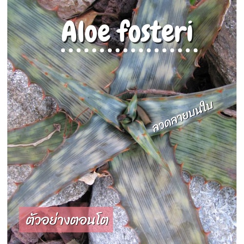 Aloe fosteriอะโลฟอสเทริ ไม้เพาะเมล็ด aloefosteri อโลเวร่า ...