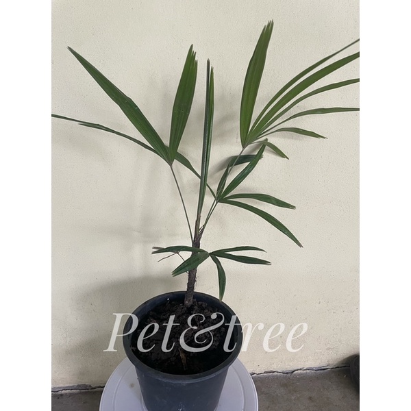 ต้นจั๋งต้นสูง60-80ส่งพร้อมกระถาง8นิ้ว️ไม้ฟอกอากาศ️ไม้มงคลฟอร์มสวยไม้ยอด ...