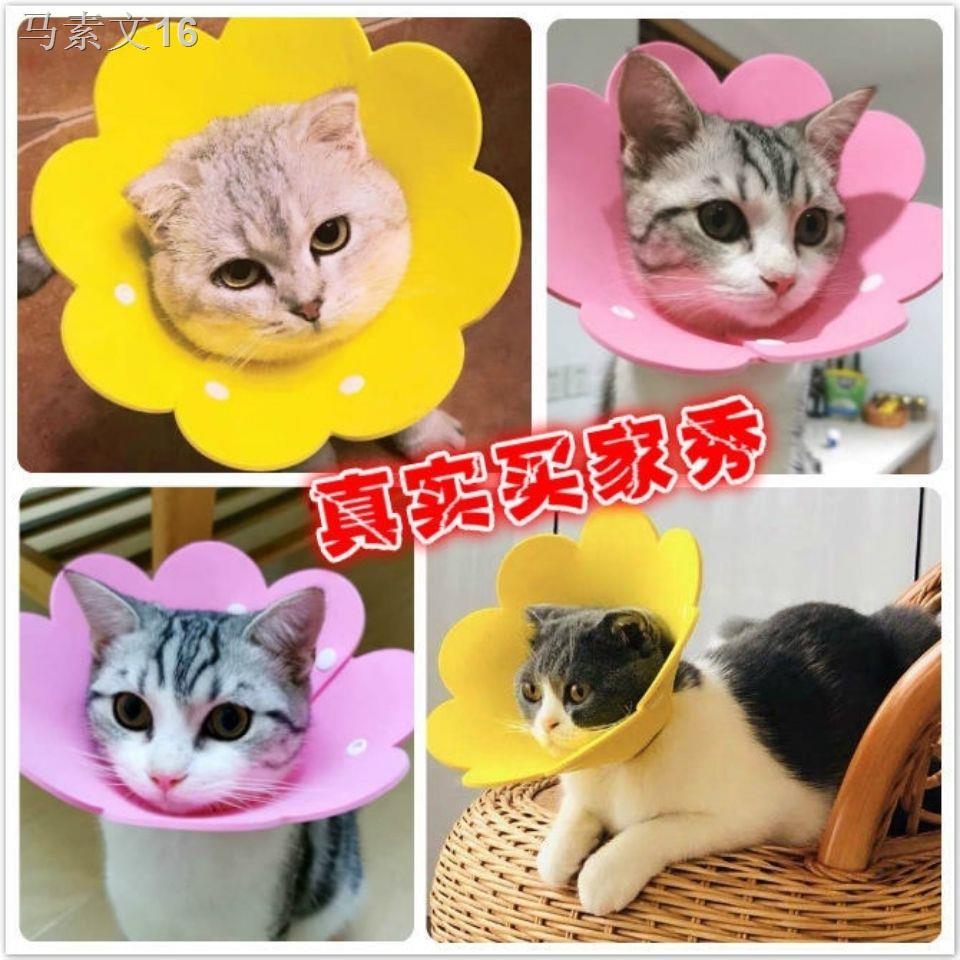 Elizabeth lap cats collar card buckle neck against biting dog set of is ...