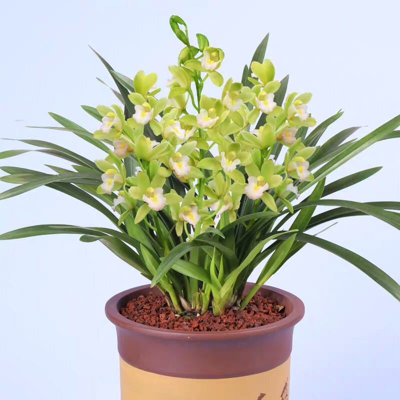 Orchid Pandan ประเภทกลิ่นหอม ต้นกล้ากล้วยไม้ Jianlan Four Seasons ...
