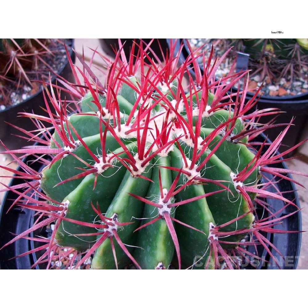 Ferocactus acanthodes v albispinus (10 seeds ...
