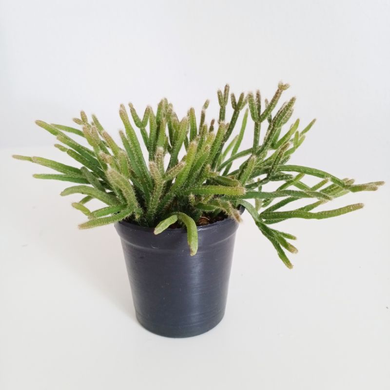 Custus.gu, ร้านค้าออนไลน์ | Shopee Thailand