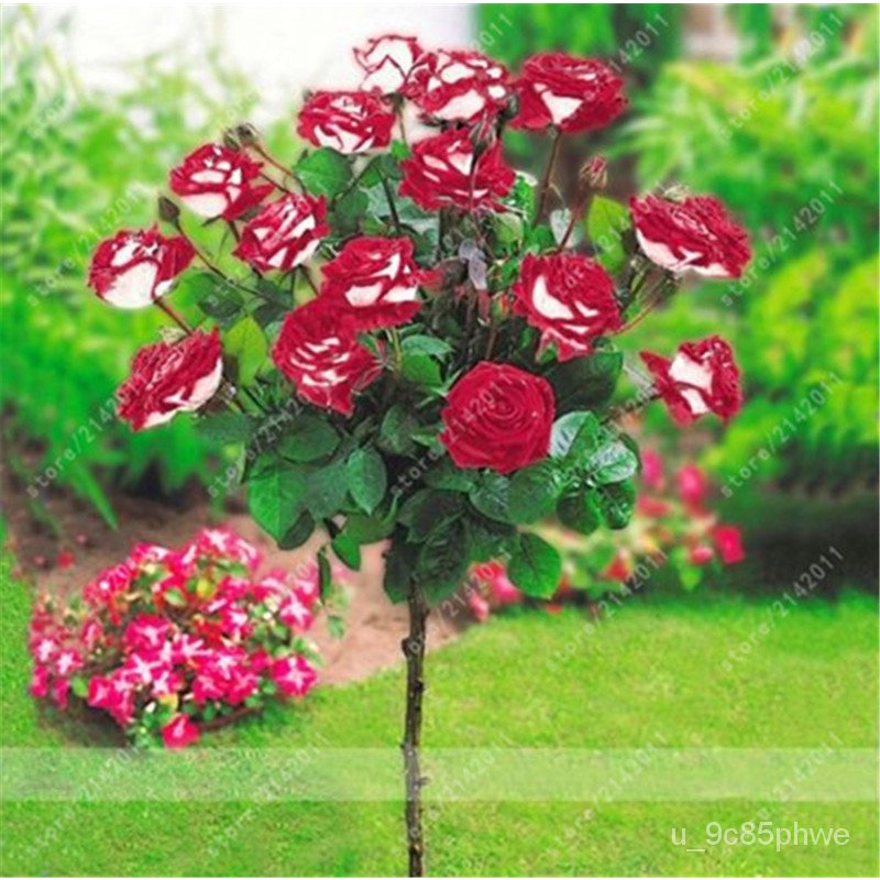 2022100 pcsbag rose tree rose seeds bonsai flower seeds tree seeds ...