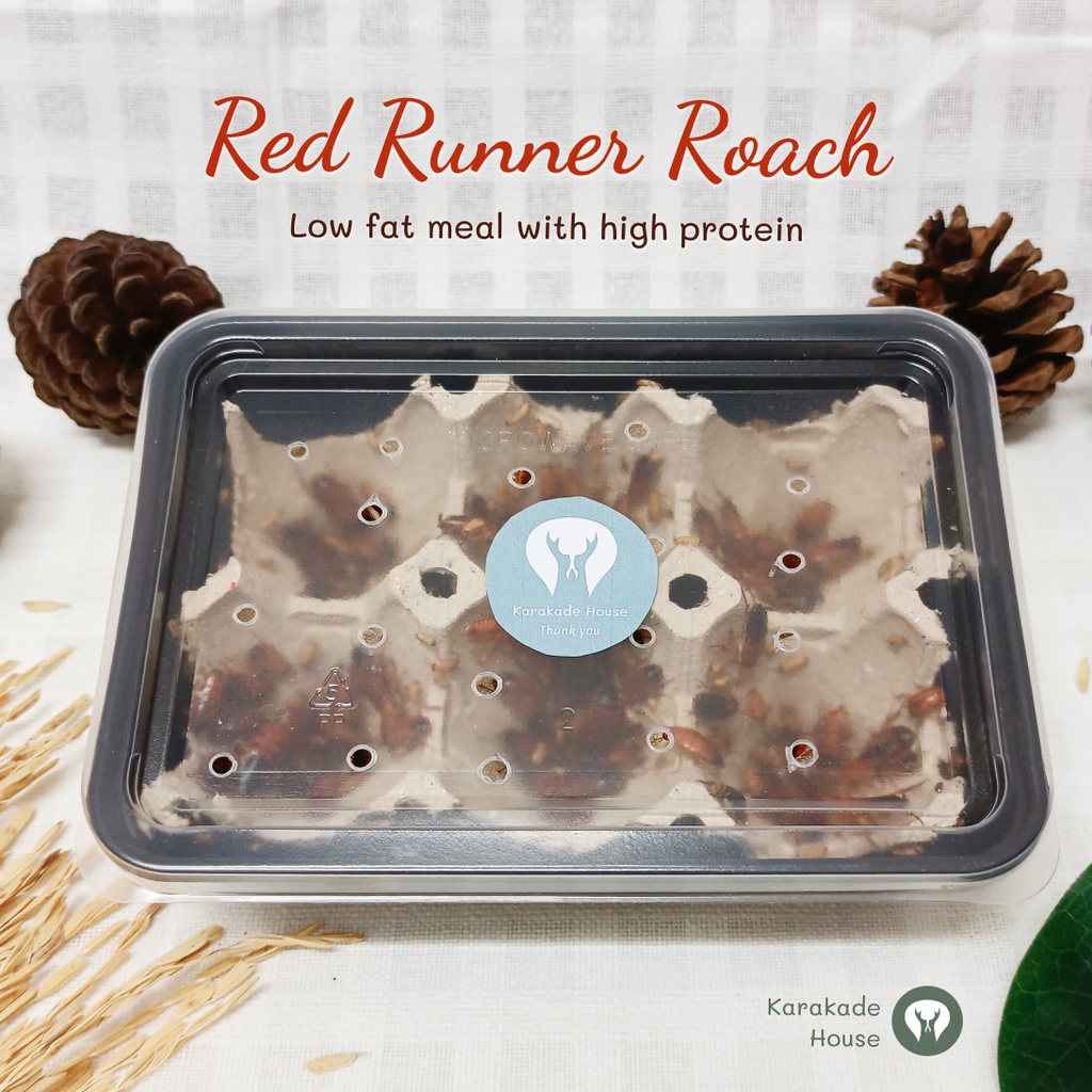 แมลงสาบเรดรันเนอร์ (Red runner roach) อาหารสัตว์เลื้อยคลาน เม่นแคระ นก ...