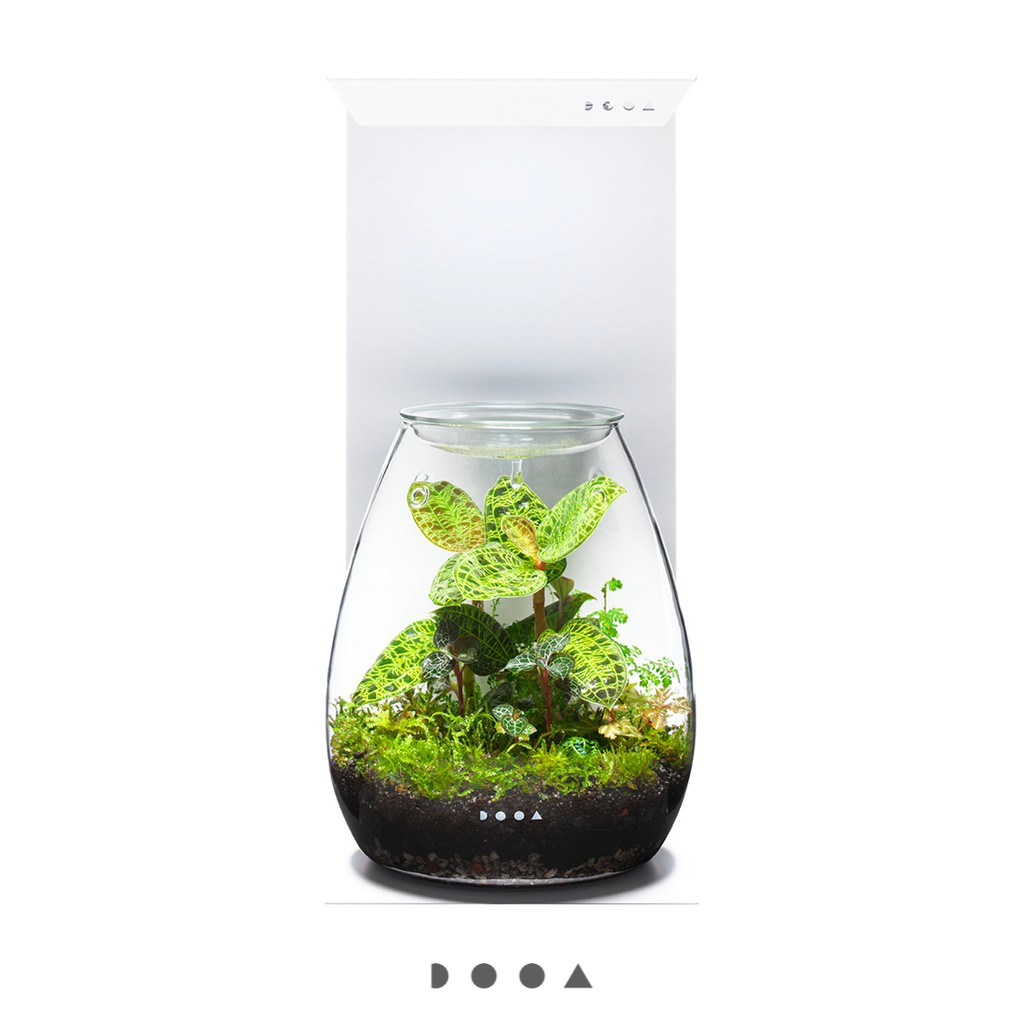 DOOA GLASS POT SHIZUKU โหลแก้วพร้อมฝาปิดสำหรับปลูกต้นไม้ - aqualabstore ...