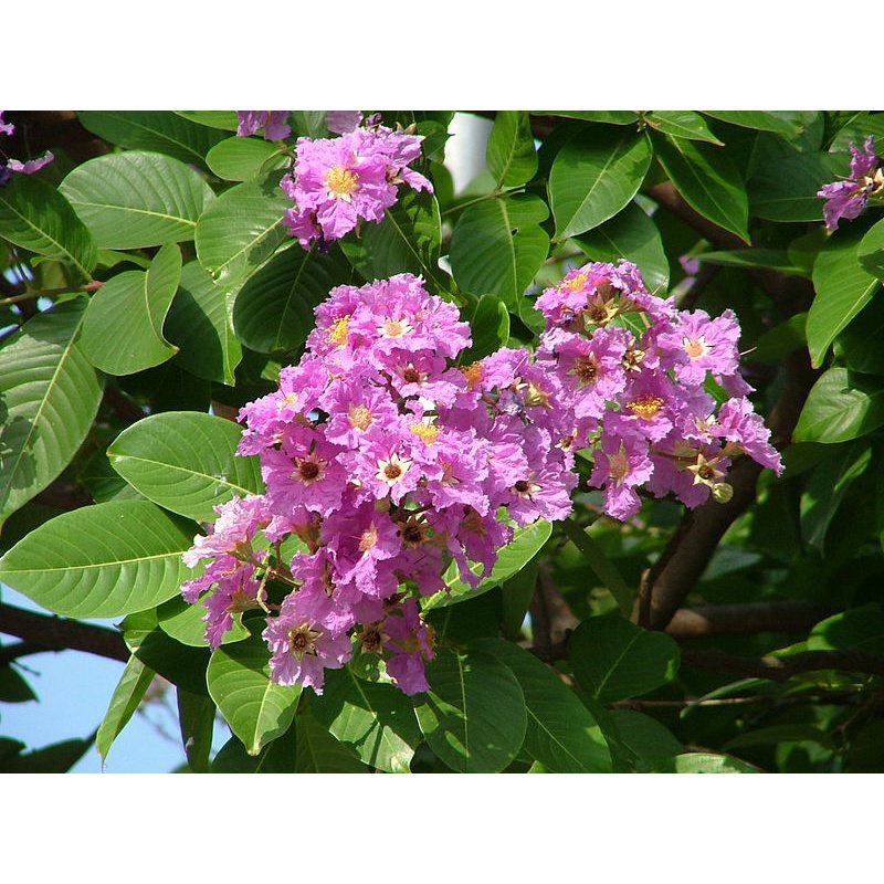 จุดประเทศไทย Plantfilled Banaba Tree Seeds for planting Trees Approx. 5 ...
