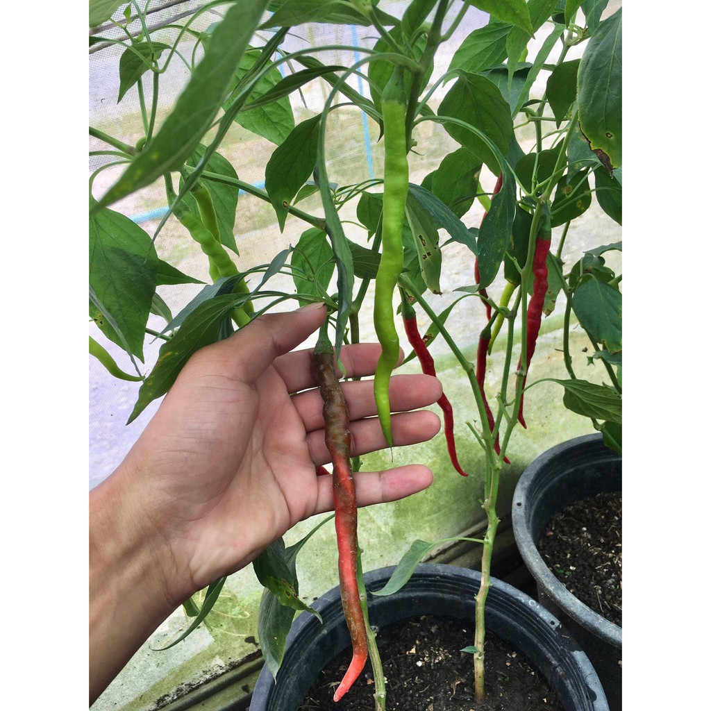 เมล็ดพริกยาวยอยไฮ25เมล็ด | Shopee Thailand