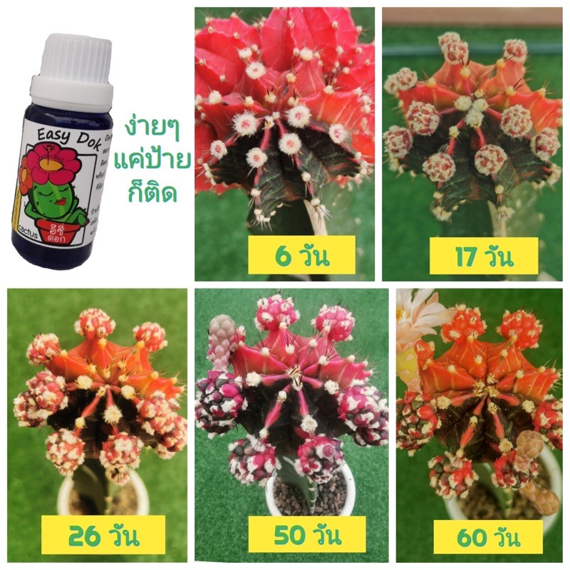 Easy dok อีซี่ดอก สารเปิดตาเร่งแตกหน่อติดดอกแคคตัส(สูตรน้ำ)ใช้งานได้ทันทีไม่ต้องผสมน้ำ ปุ๋ยเร่ง ...
