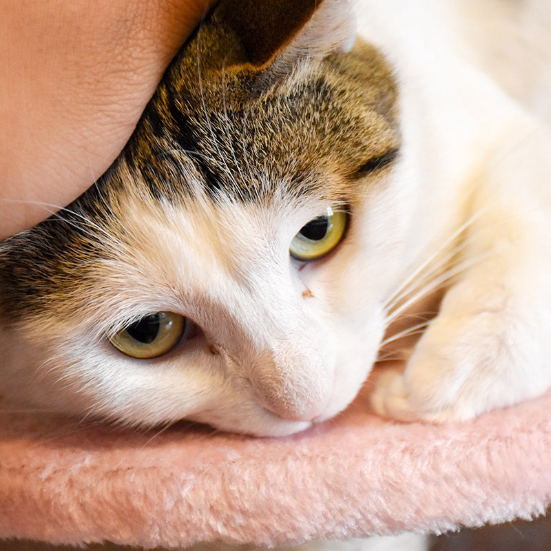 MAODOU/Edamame ขนาดเล็ก แมวปีนกรอบป่านศรนารายณ์บดกรงเล็บแมวกรงเล็บ ...