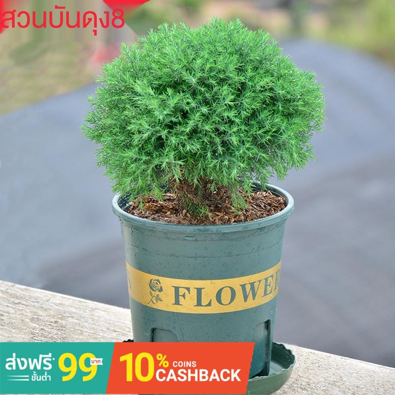 มินิน่ารักRime pine potted cold-resistant plant สี่ฤดูมักจะปลูกพืชสี ...