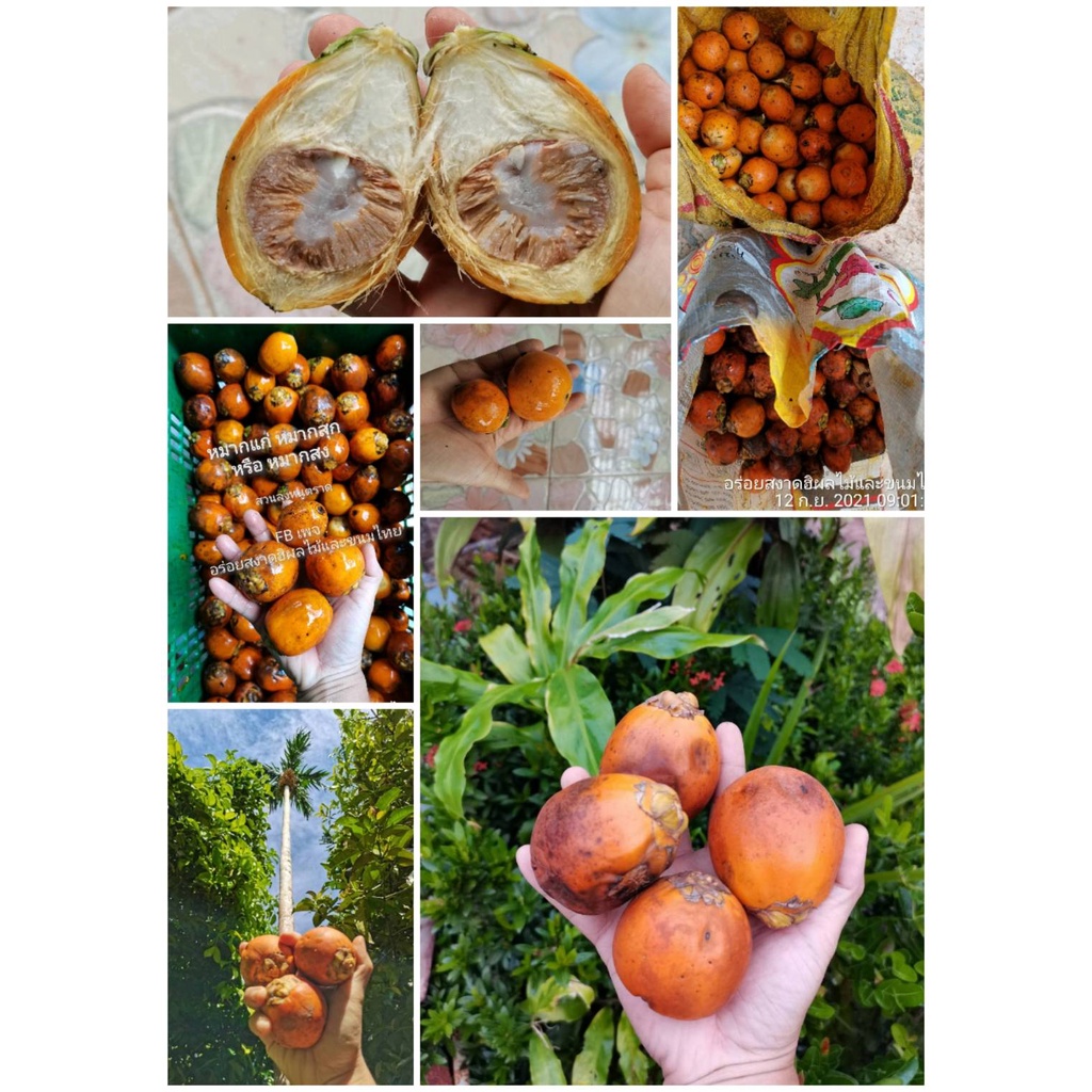 ผลหมากแก่ลูกหมาก2บาท, หมากเหลือง, หมากสูงหมากอ่อน หมากกินกับพลูหมาก ...