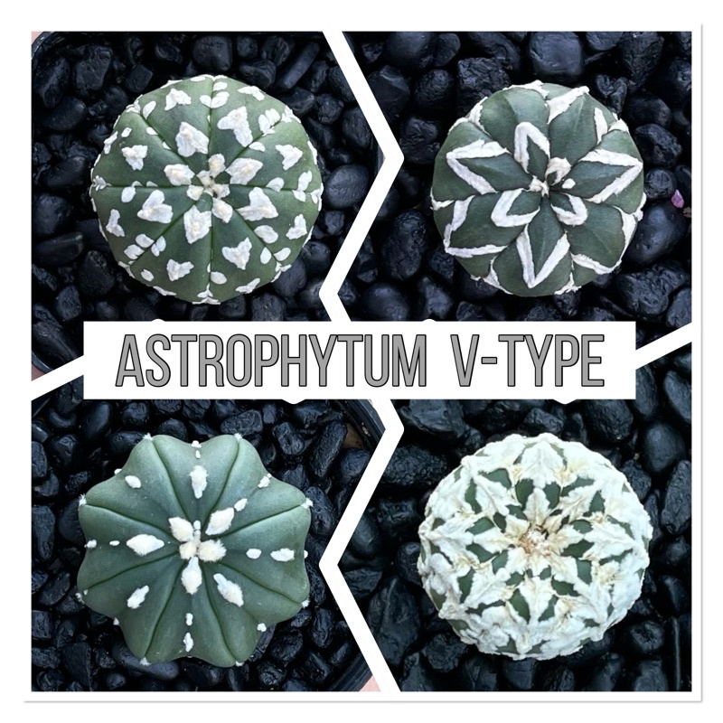 Astrophytum แอสโตร วี V-type - yoohooyahaa - ThaiPick