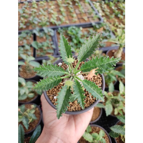 ต้นมะพร้าวทะเลทราย Dorstenia horwoodii - p.plants - ThaiPick