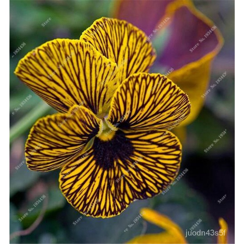 2022Free Shipping 30 Pcs Exotic Seed Pansy Seeds Mix Color Wavy Viola ...