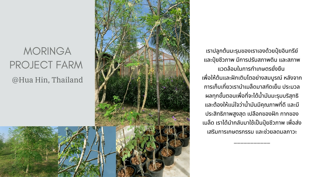 Moringa Project Thailand, ร้านค้าออนไลน์ | Shopee Thailand