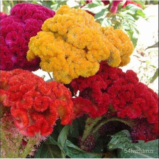 100pcs Mixed colours Celosia seed crown cockscomb fan-shaped cockscomb ...