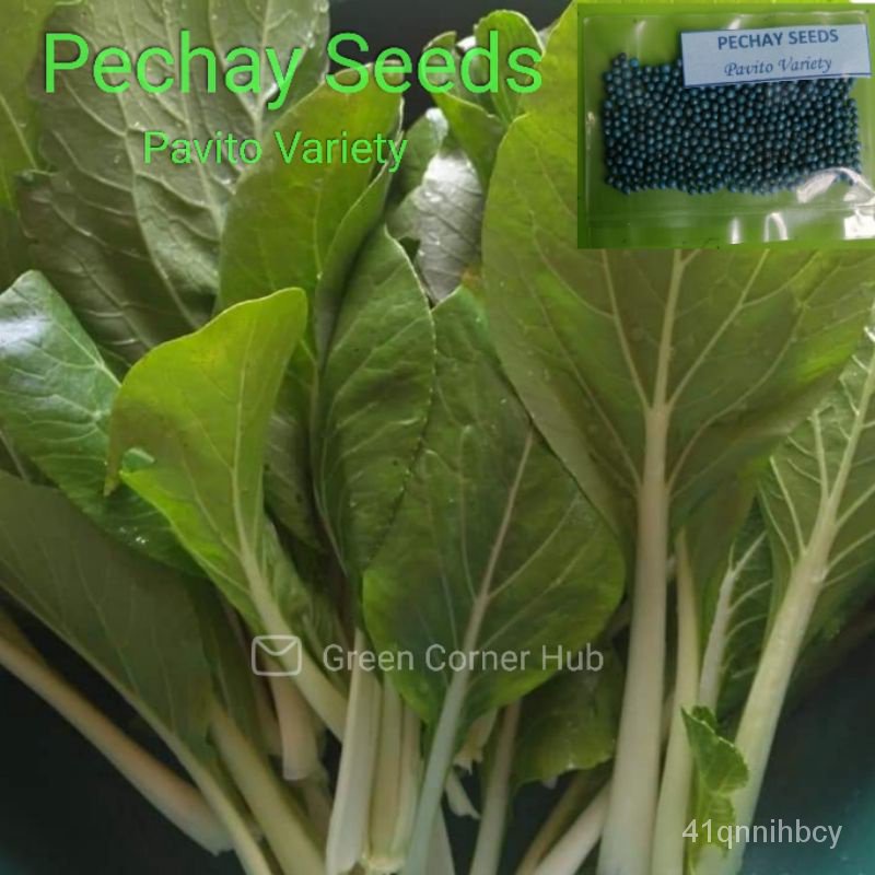 (easy to grow)Pechay Seeds (Pavito Variety) USUC | Shopee Thailand